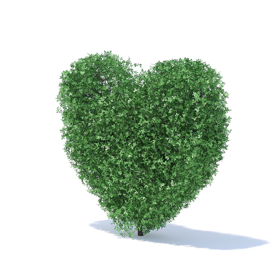 Heart Shaped Shrub 3D Model - TurboSquid 1220811