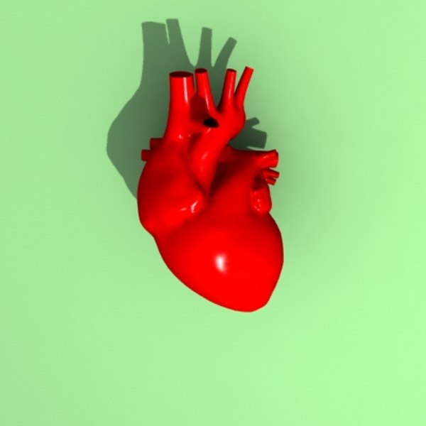 fetus womb 3d model