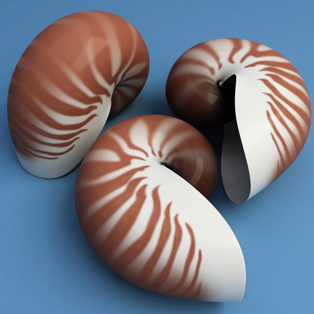 Seashell Nautilus 3d Model