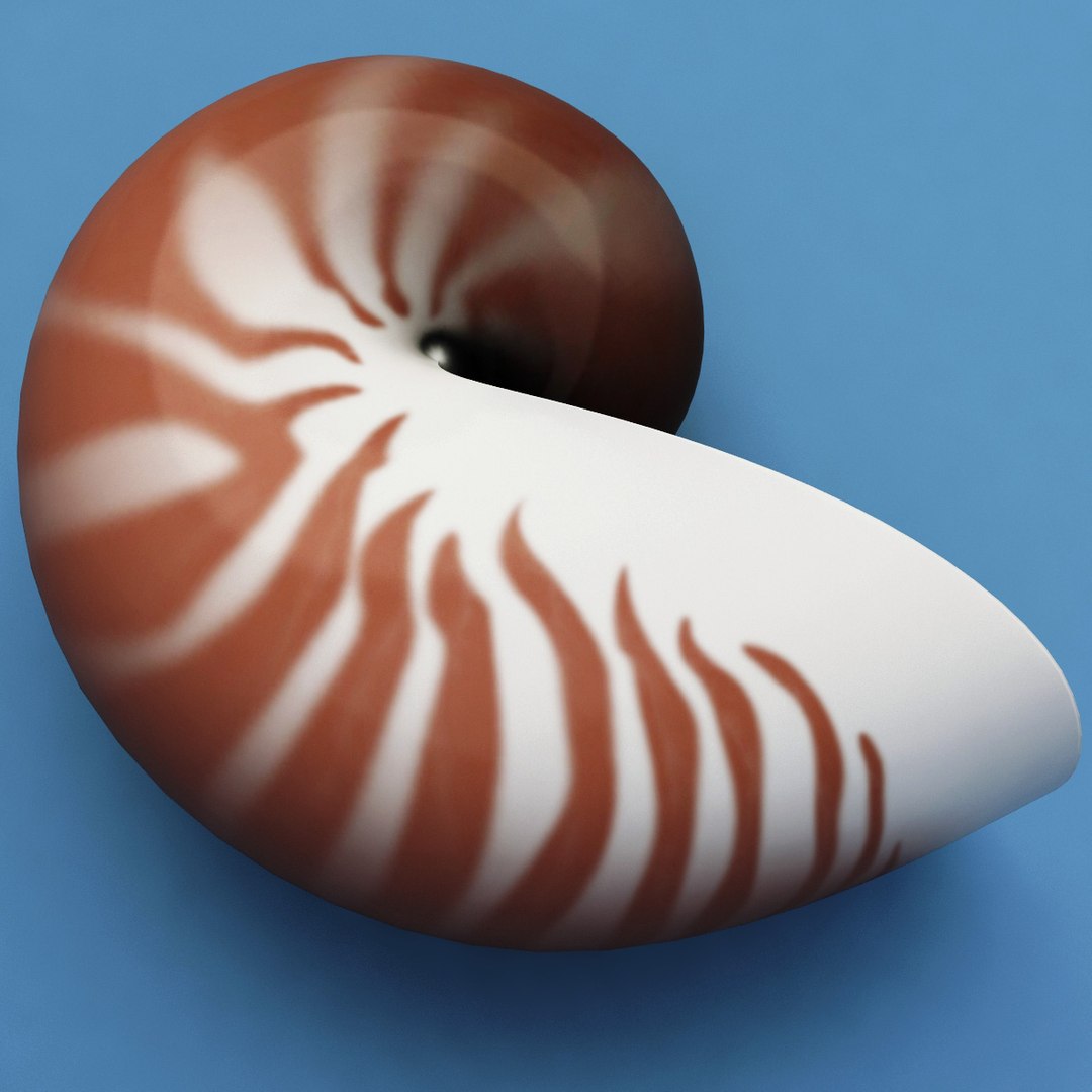 Seashell Nautilus 3d Model