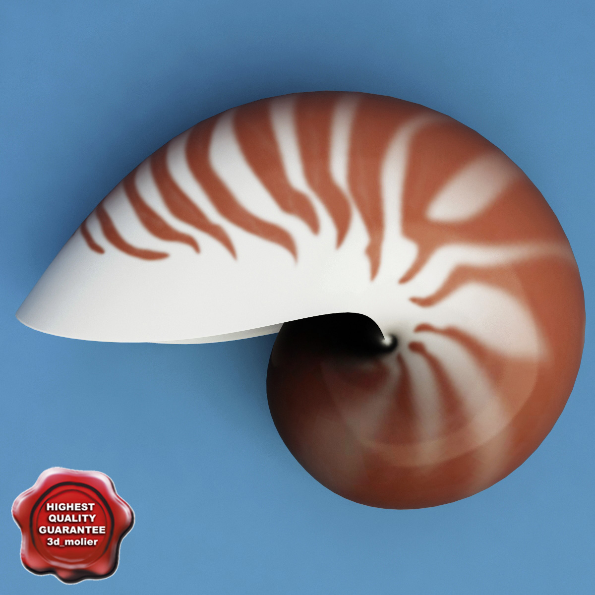 seashell nautilus 3d model