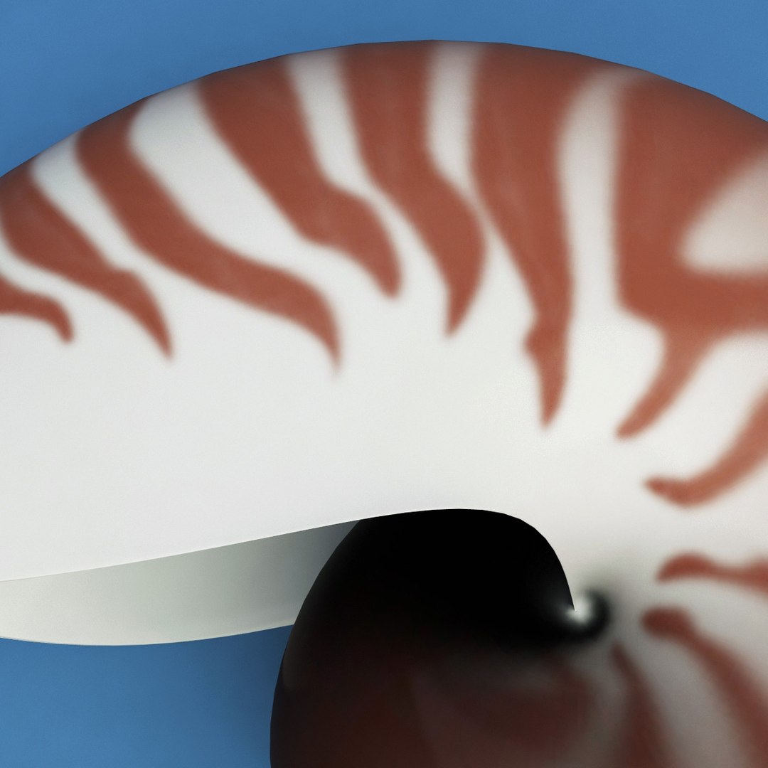 Seashell Nautilus 3d Model