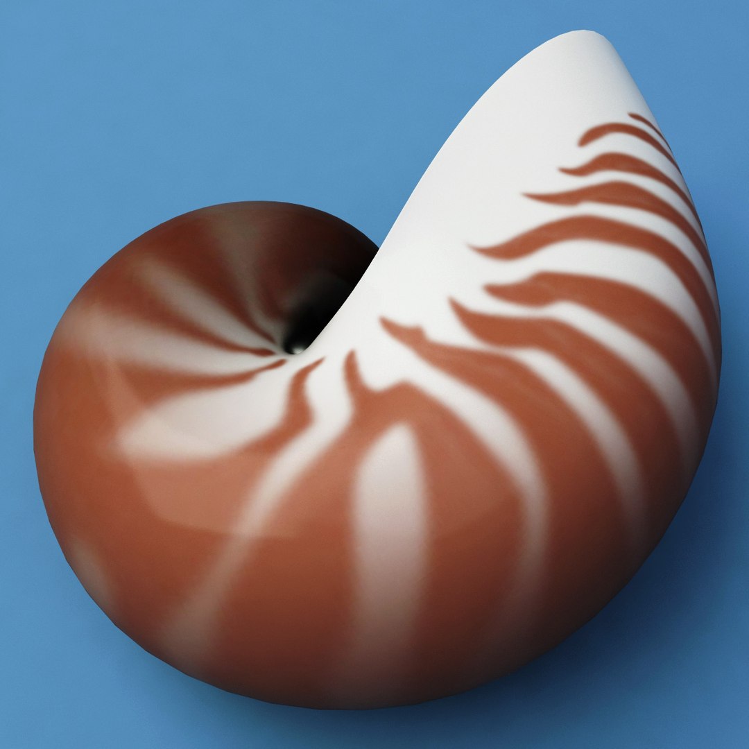 Seashell Nautilus 3d Model