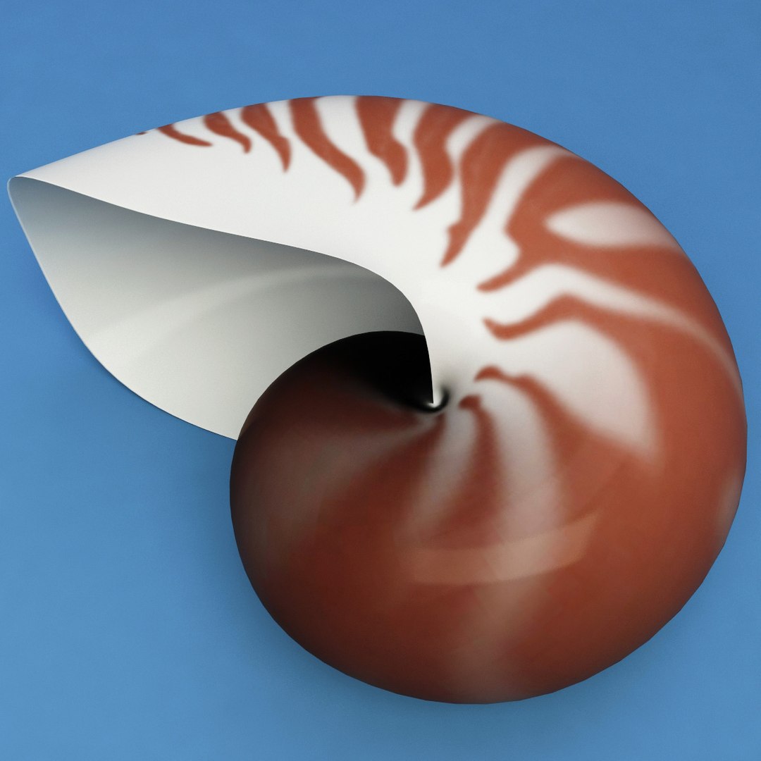 Seashell Nautilus 3d Model