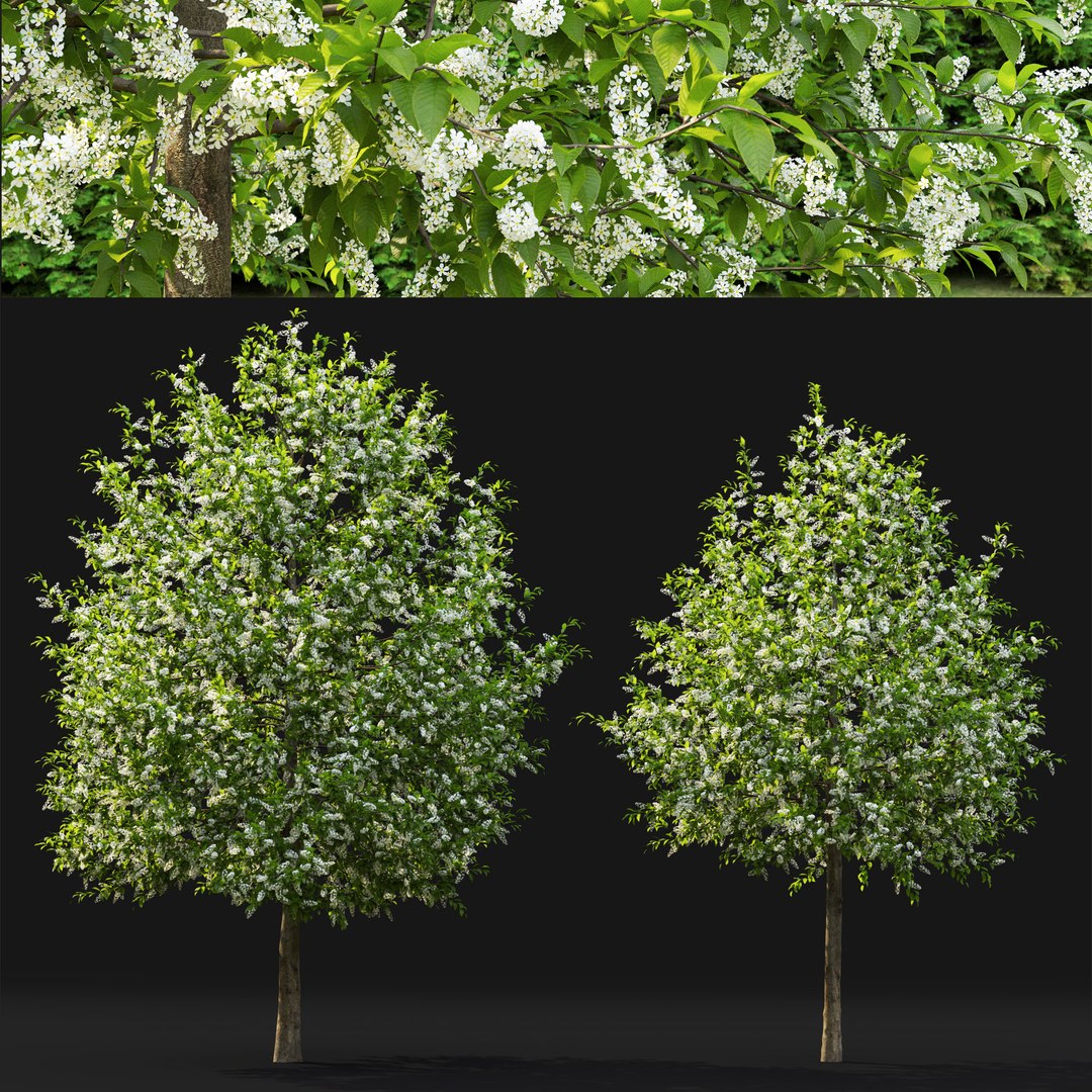 3D Bird Trees Prunus Padus - TurboSquid 1573403