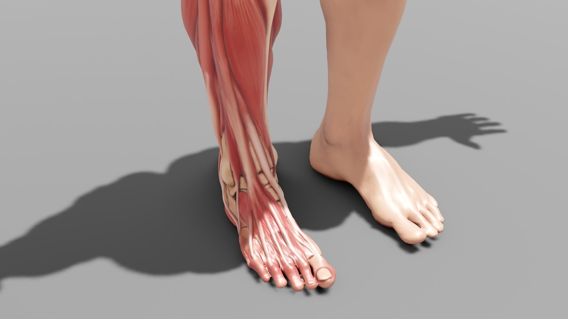 3D Male Ecorche Body Model - TurboSquid 1679017