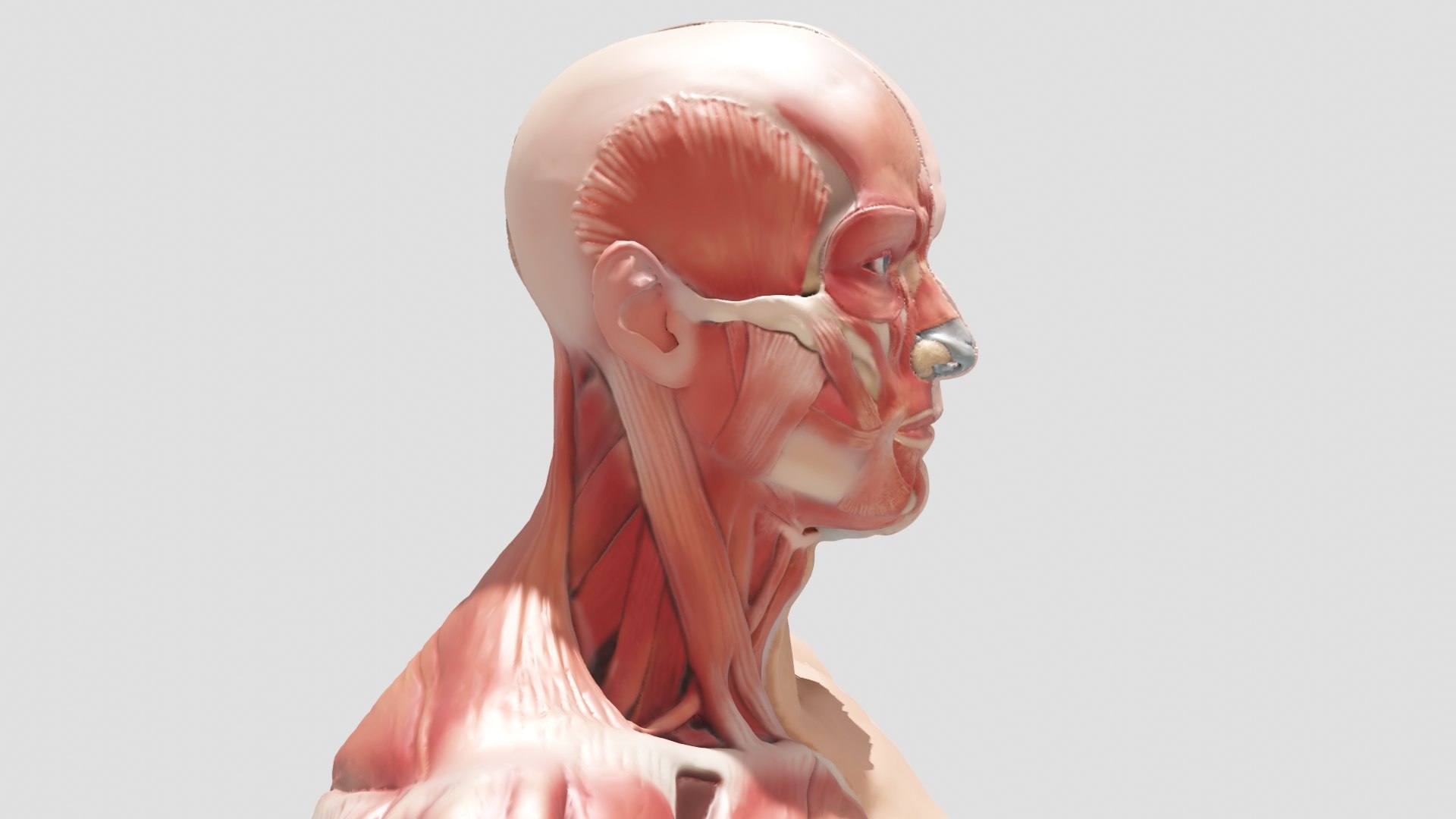 3D Male Ecorche Body Model - TurboSquid 1679017