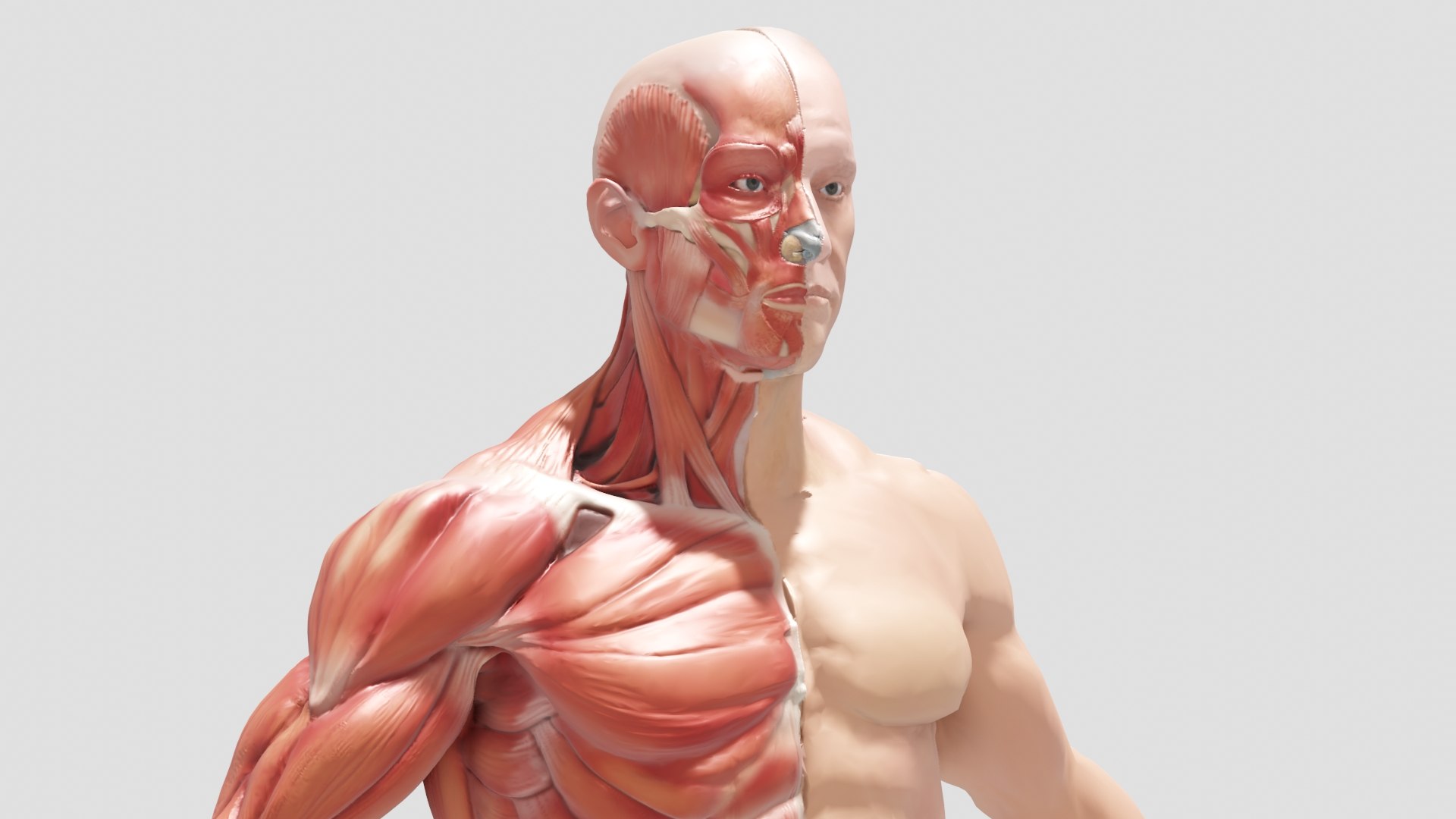 3D Male Ecorche Body Model - TurboSquid 1679017