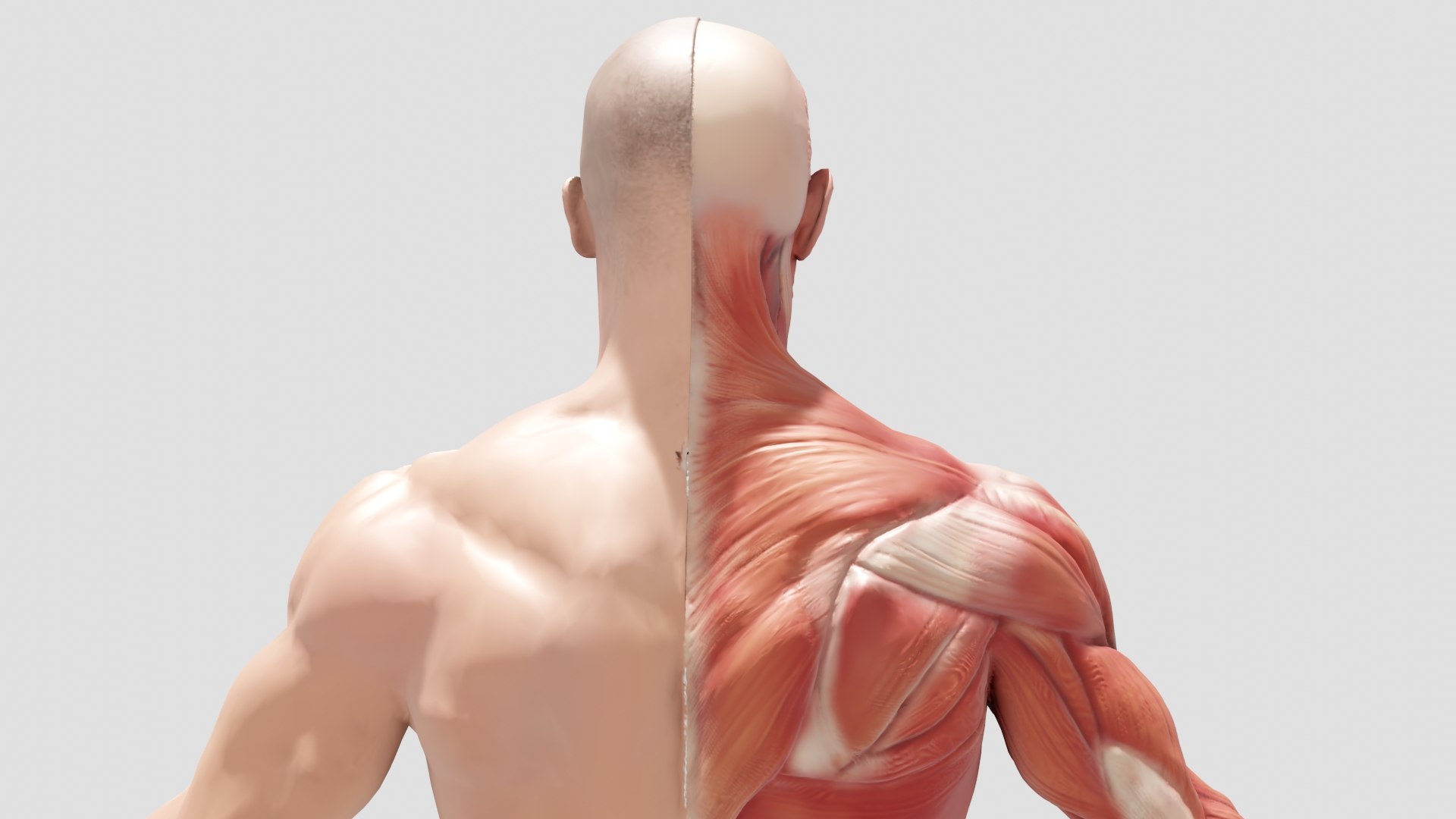 3D Male Ecorche Body Model - TurboSquid 1679017