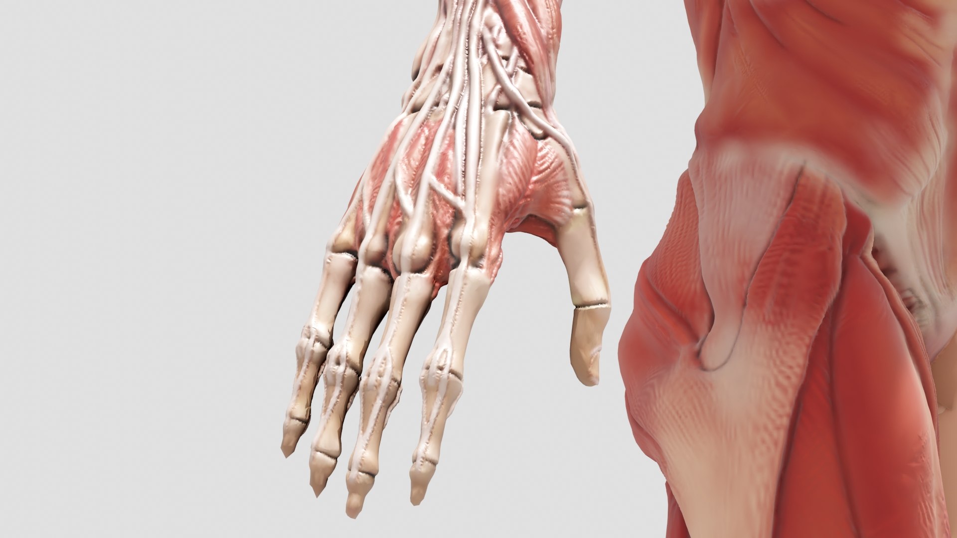 3D Male Ecorche Body Model - TurboSquid 1679017