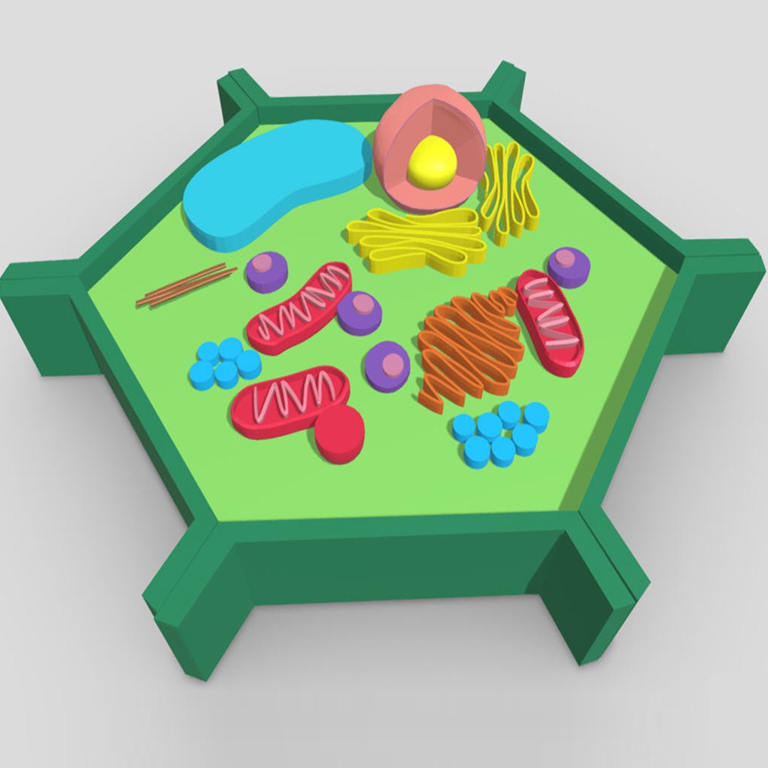 3D Plant Cell Model - TurboSquid 2131328