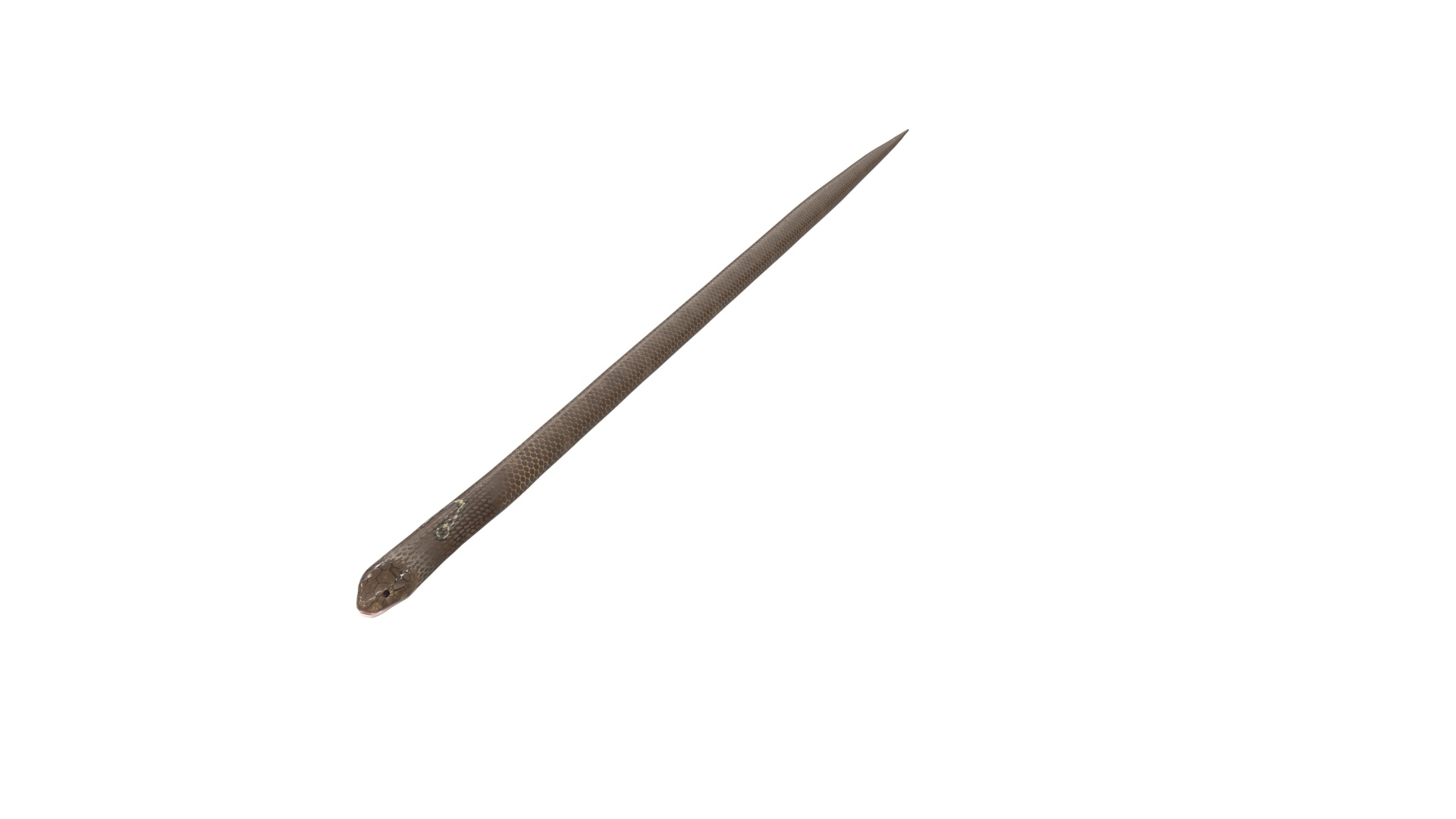 Attack Naja Cobra Animated Rigged For Maya 3D - TurboSquid 2432476