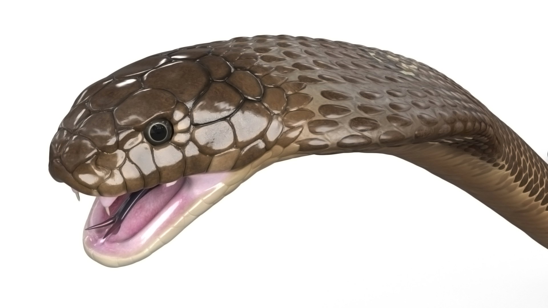 Attack Naja Cobra Animated Rigged For Maya 3D - TurboSquid 2432476