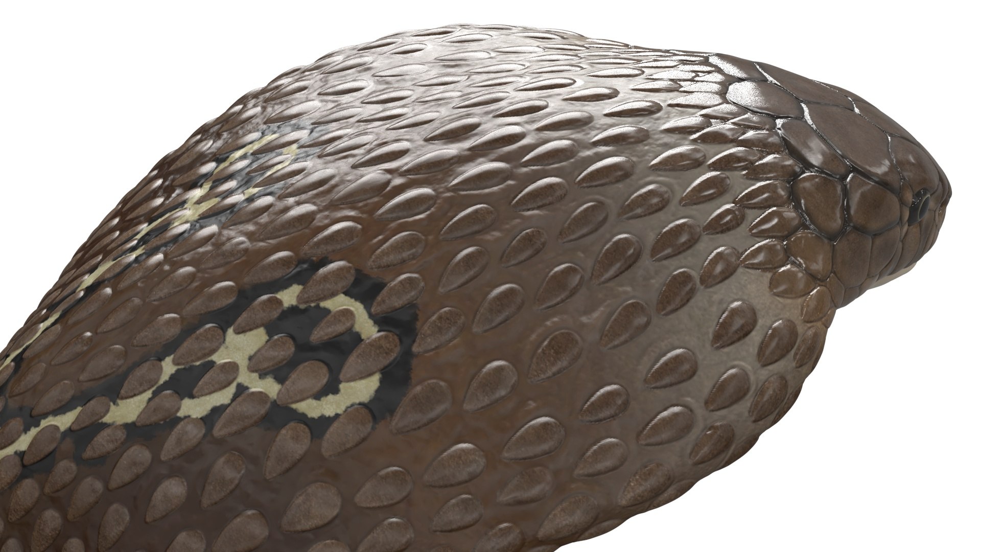 Attack Naja Cobra Animated Rigged For Maya 3D - TurboSquid 2432476