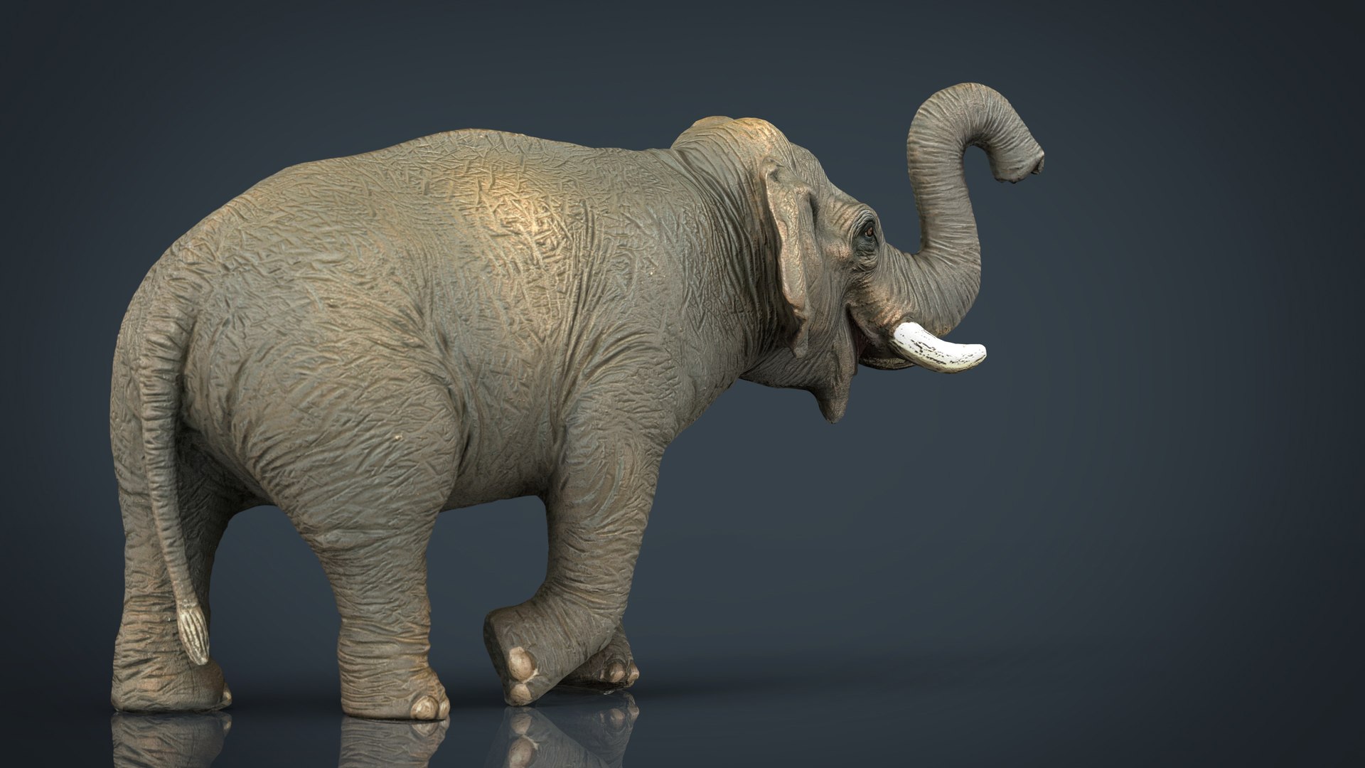 3d Asian Elephant