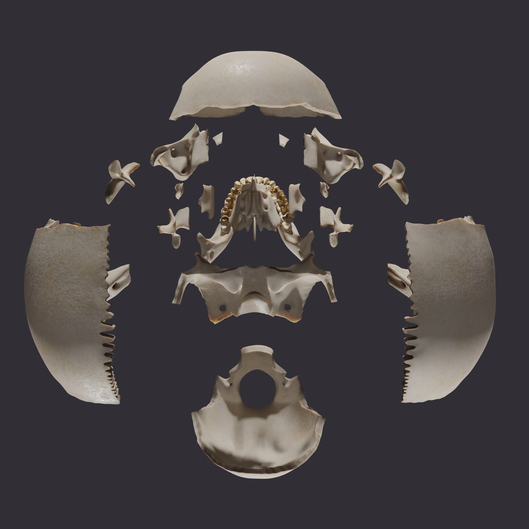 Skull Bones Model - TurboSquid 1865915