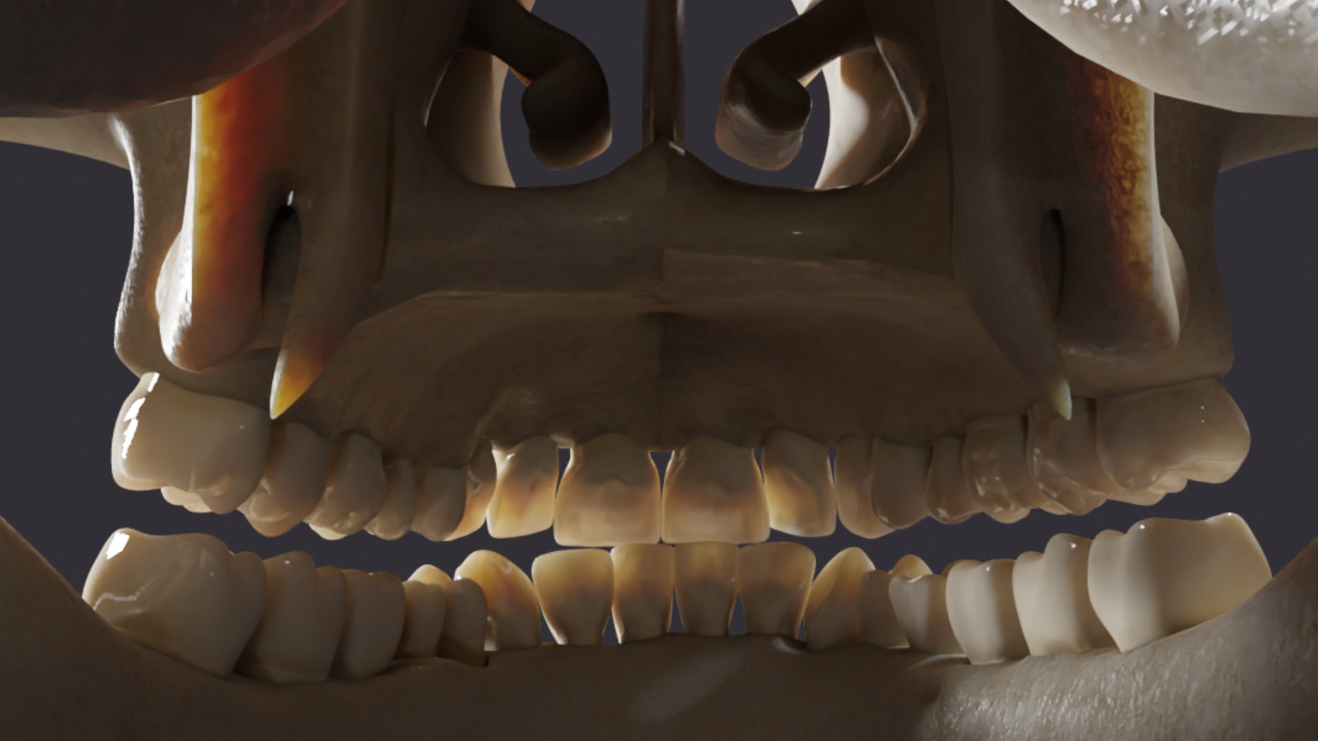 Skull bones model - TurboSquid 1865915