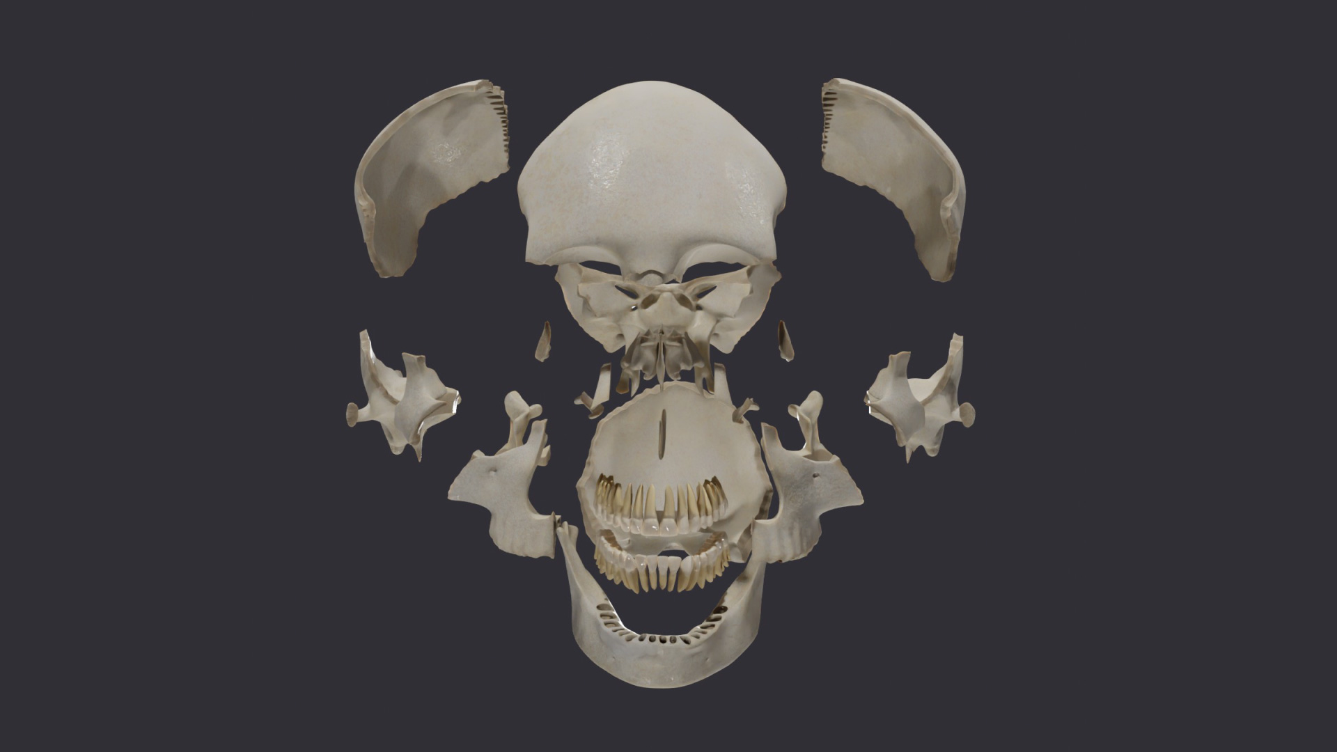 Skull Bones Model - TurboSquid 1865915