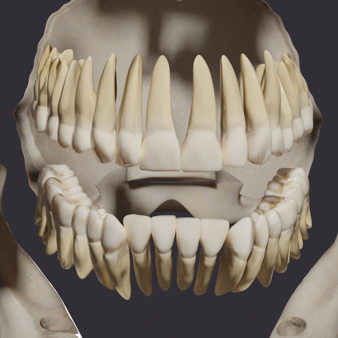 Skull Bones Model - TurboSquid 1865915