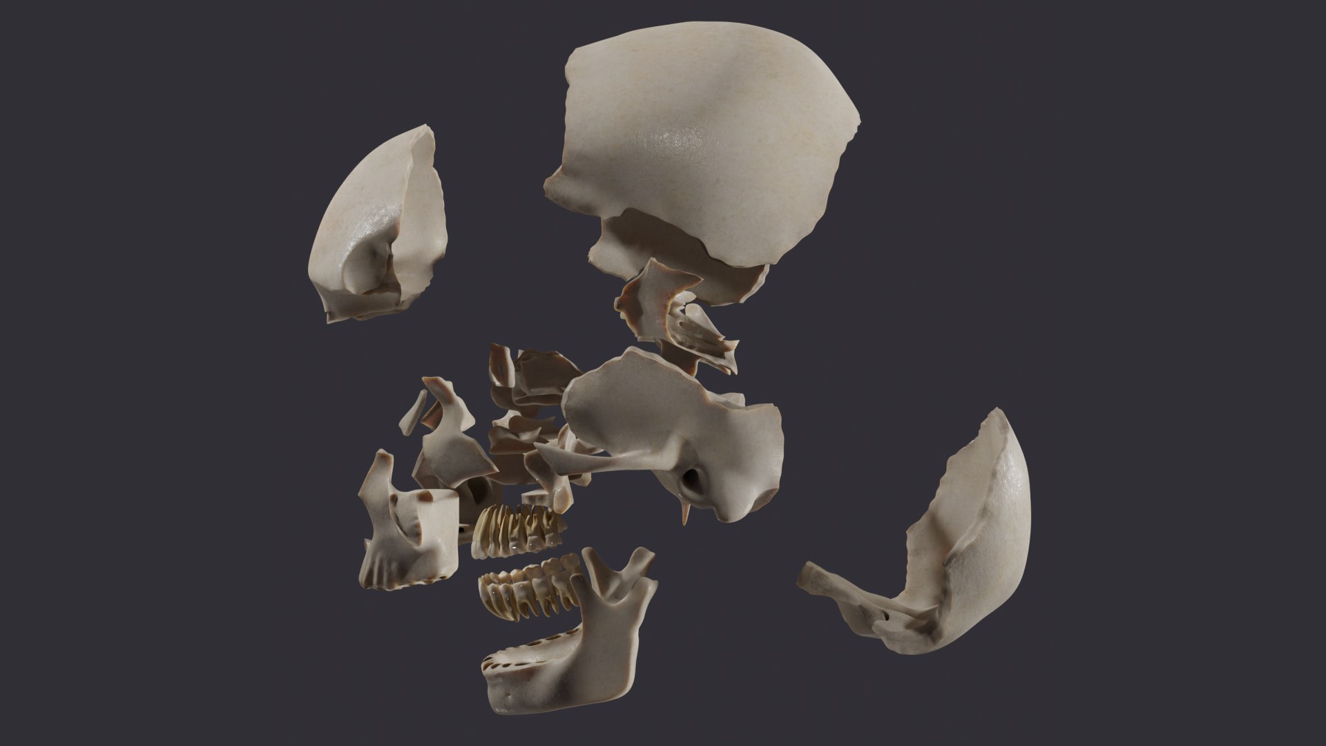 Skull Bones Model - TurboSquid 1865915
