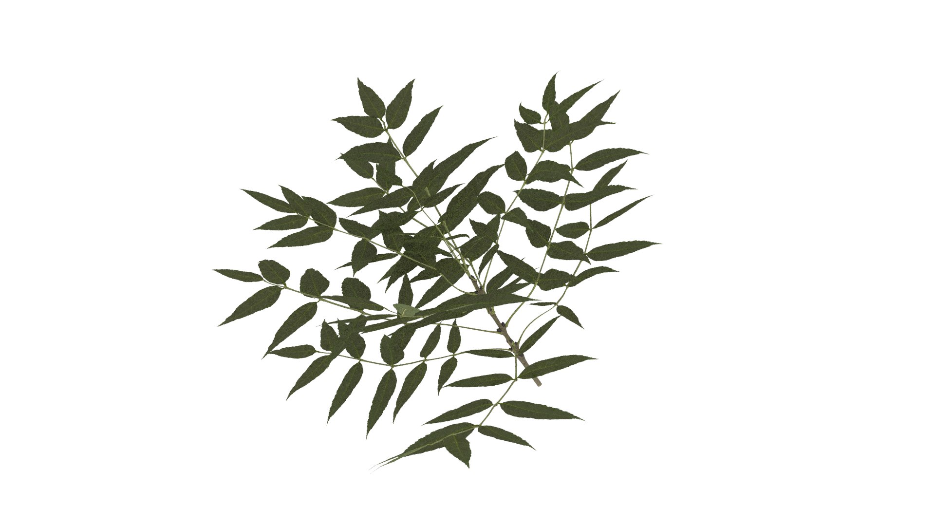 3D Fraxinus Excelsior Ash Twig 3D Model Botanical Beauty in Intricate ...