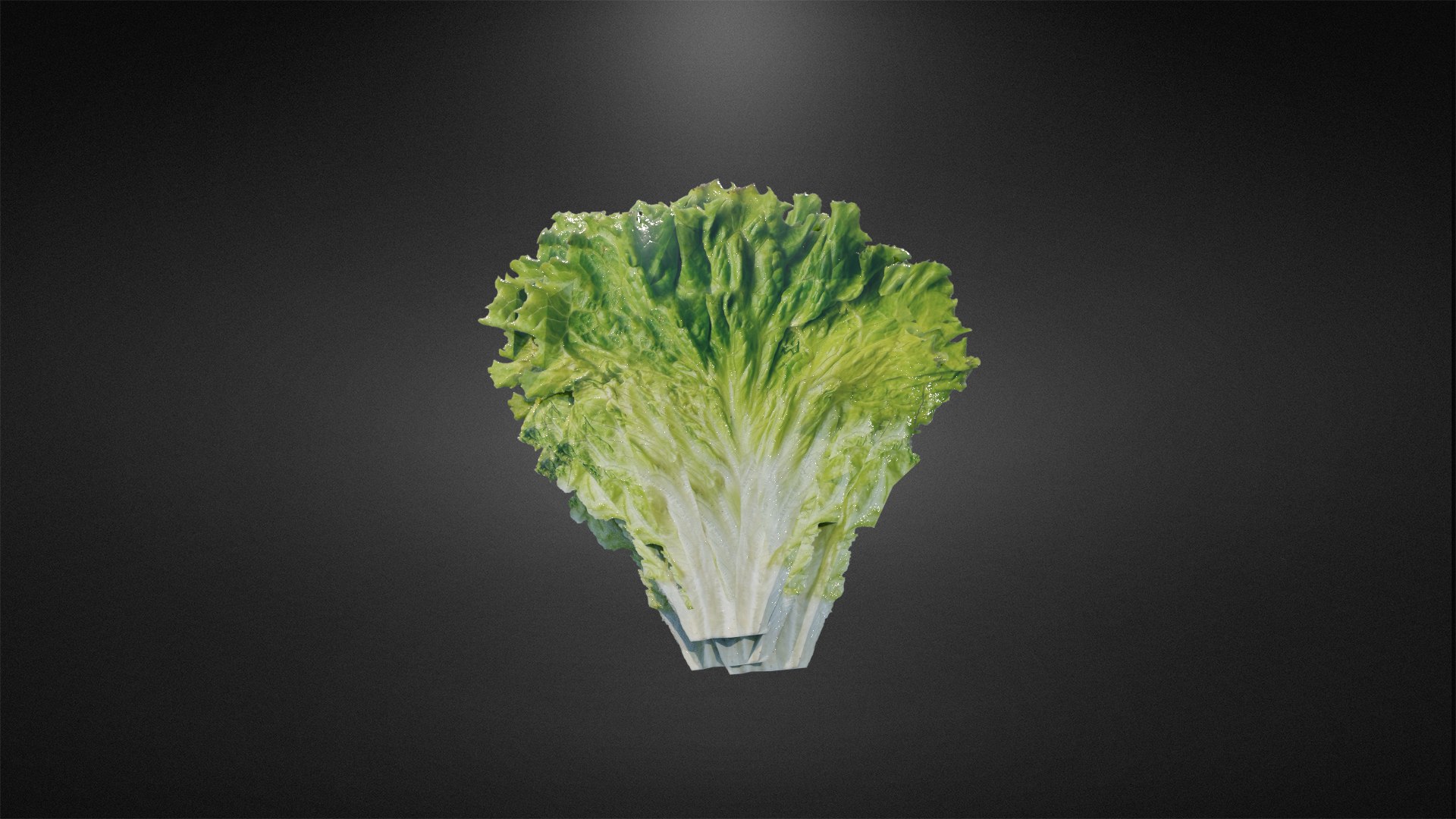 3D Lettuce Model - TurboSquid 1926307