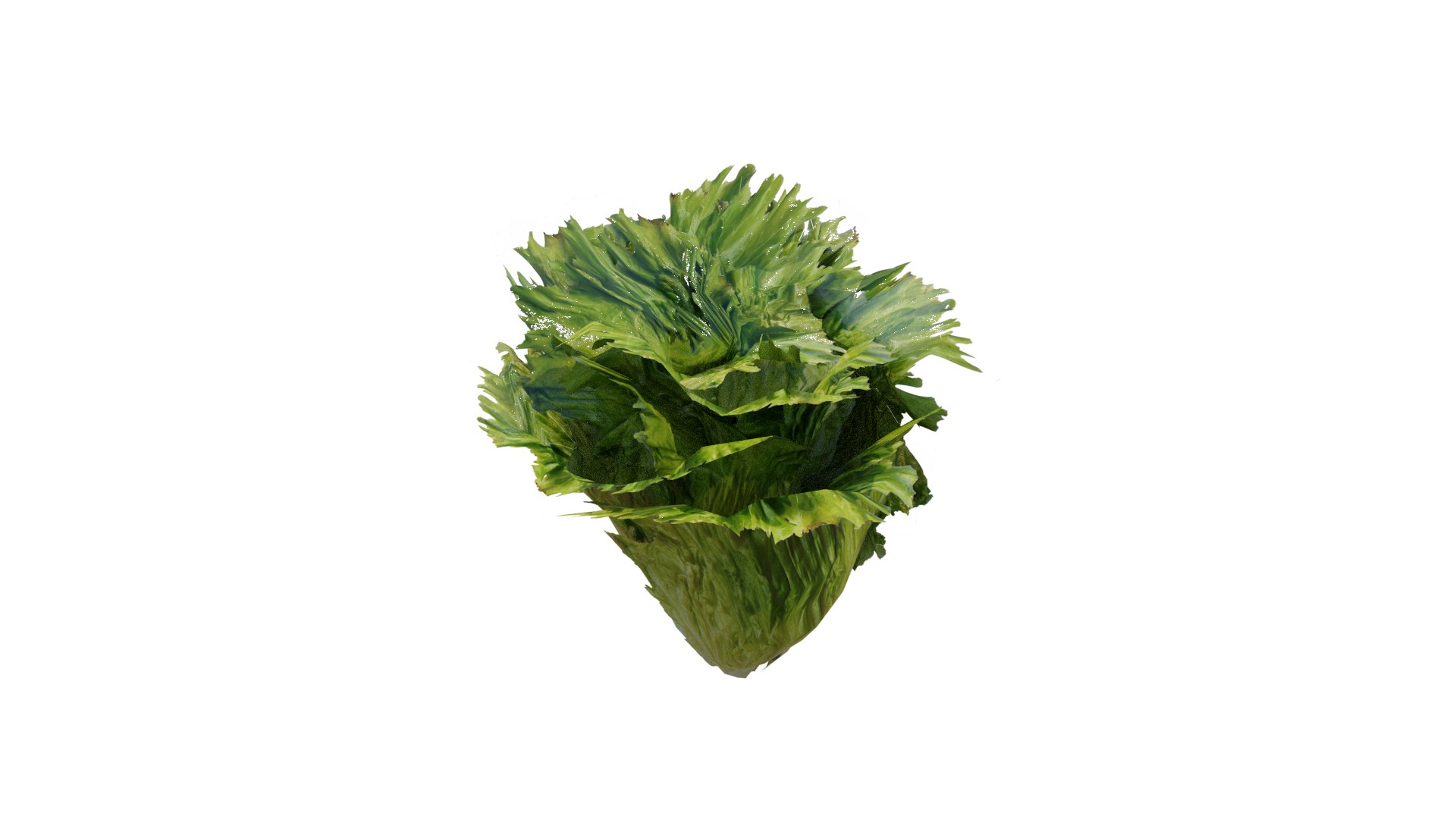 3D Lettuce Model - TurboSquid 1926307