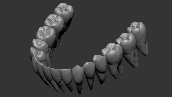 Zbrush teeth - 3D model - TurboSquid 1625452