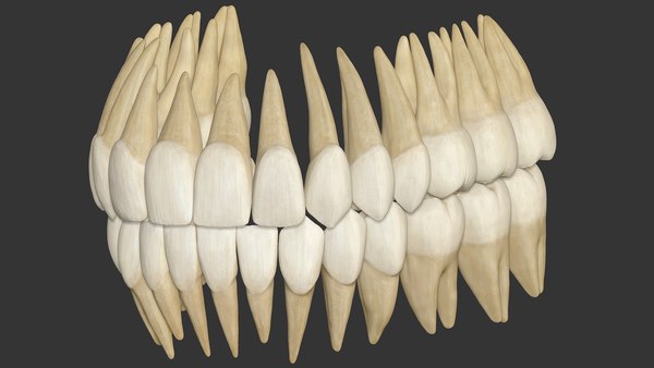 Zbrush teeth - 3D model - TurboSquid 1625452
