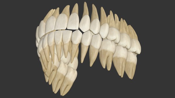 Zbrush teeth - 3D model - TurboSquid 1625452