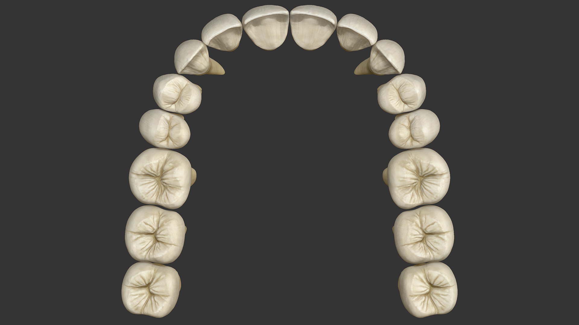 Zbrush Teeth - 3D Model - TurboSquid 1625452