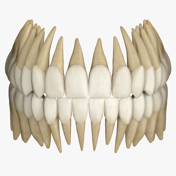 Zbrush teeth - 3D model - TurboSquid 1625452