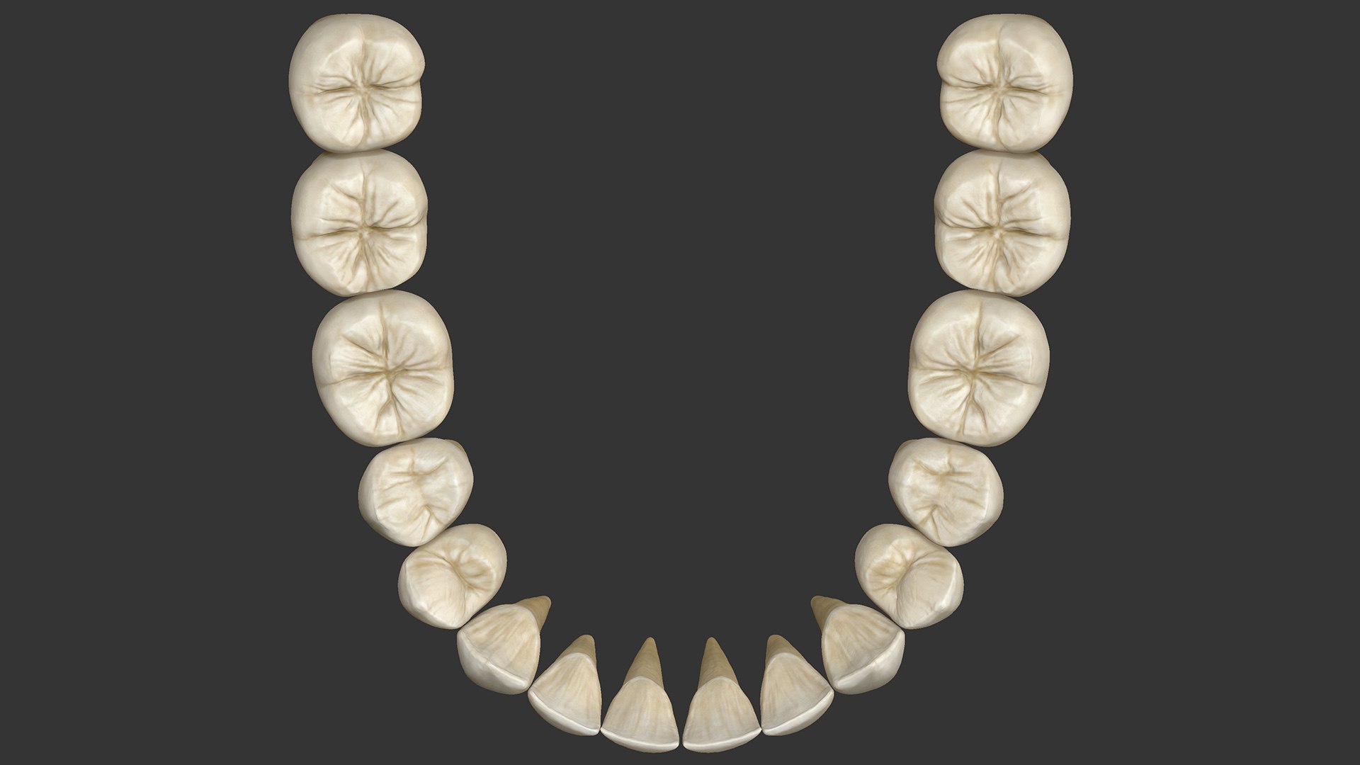 Zbrush Teeth - 3D Model - TurboSquid 1625452