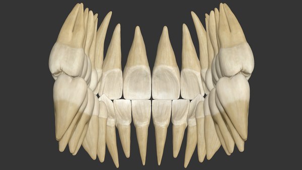 Zbrush teeth - 3D model - TurboSquid 1625452
