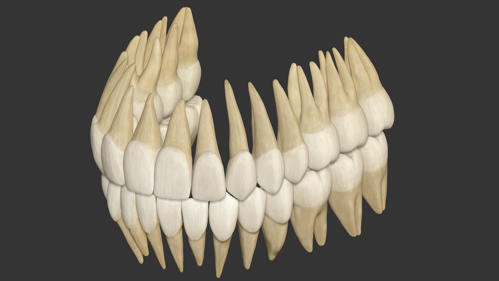 Zbrush Teeth - 3D Model - TurboSquid 1625452