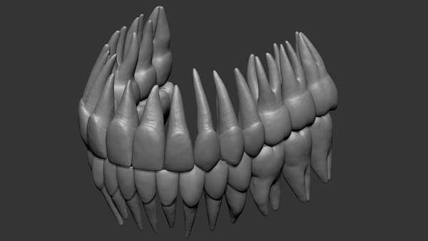 Zbrush teeth - 3D model - TurboSquid 1625452