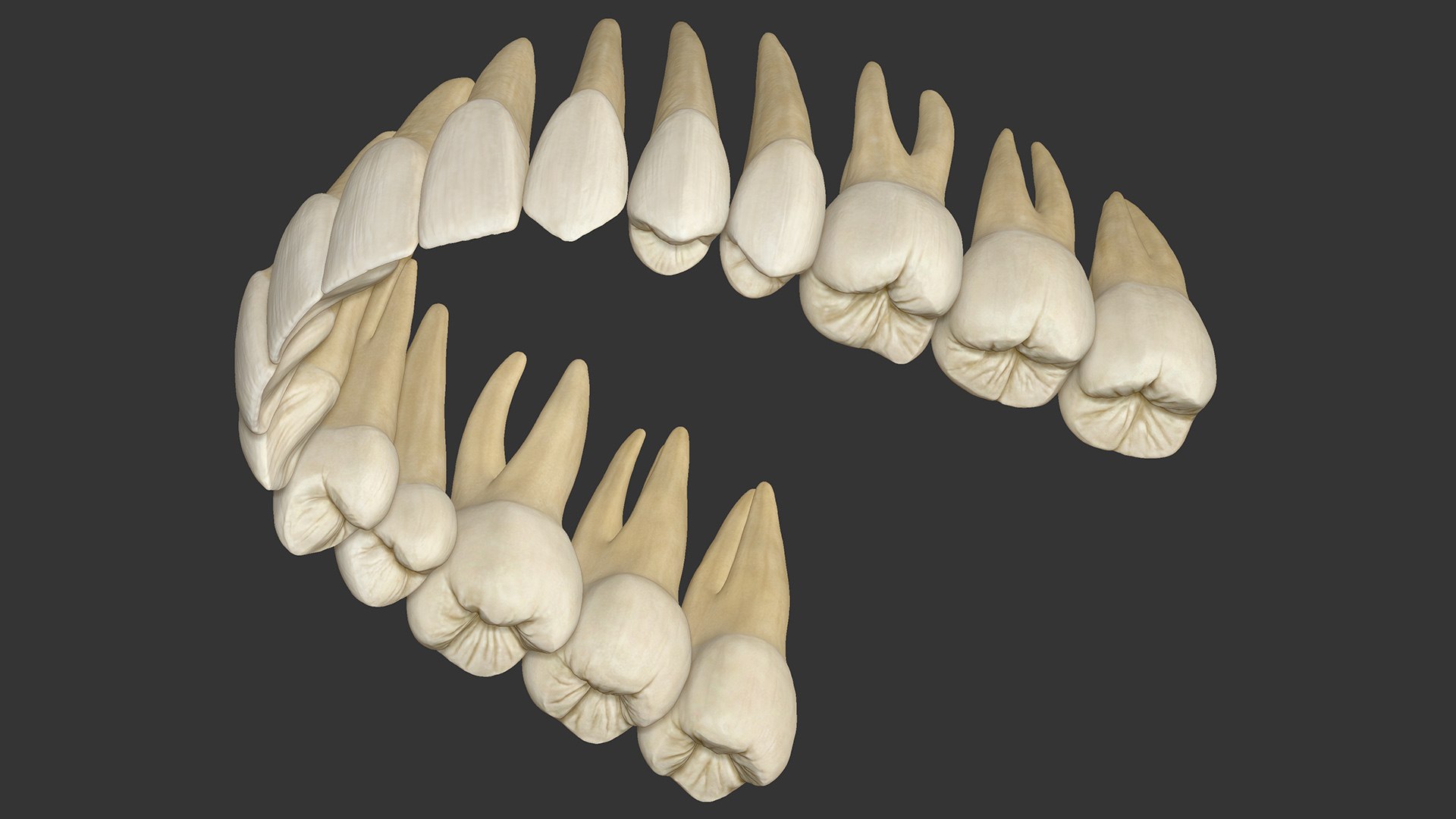 Zbrush Teeth - 3D Model - TurboSquid 1625452