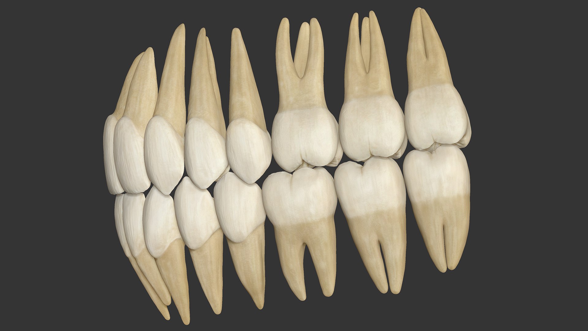 Zbrush Teeth - 3D Model - TurboSquid 1625452