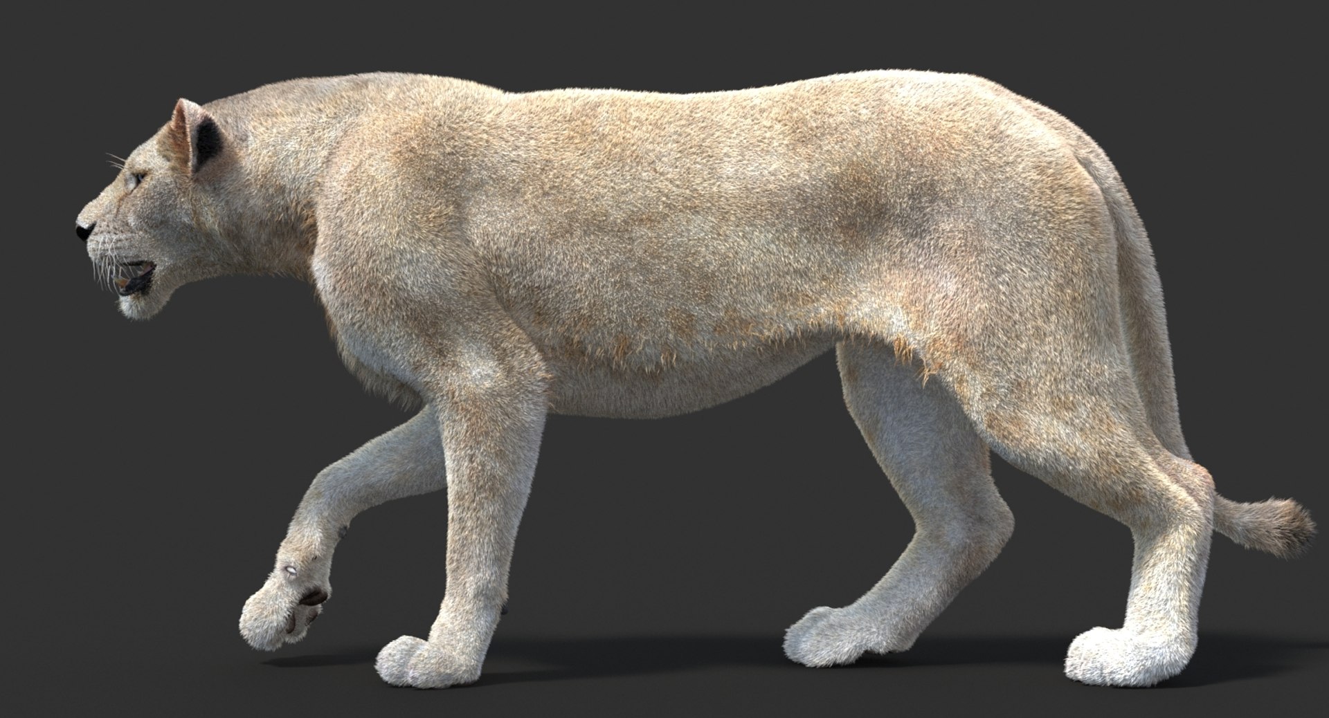 3d Model Lioness 2 Rigged Fur
