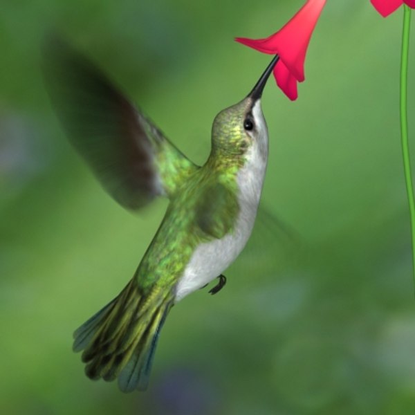 Hummingbird 3D Models for Download | TurboSquid