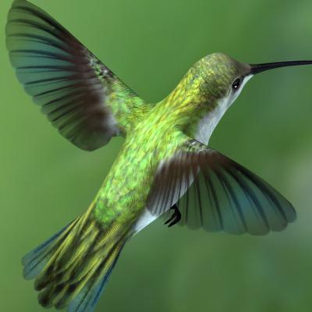 Realistic Humming Bird Hummingbird 3d Model