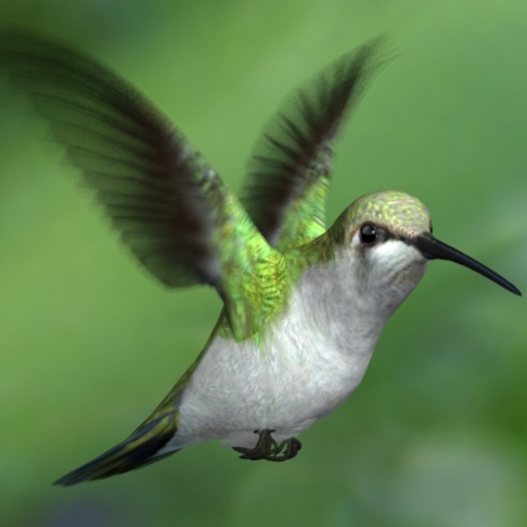 Realistic Humming Bird Hummingbird 3d Model