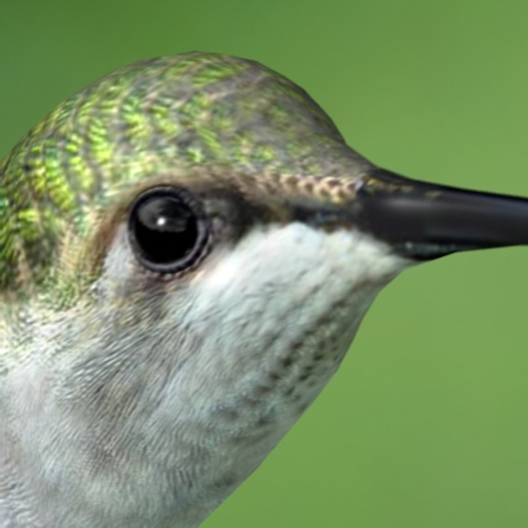 Realistic Humming Bird Hummingbird 3d Model