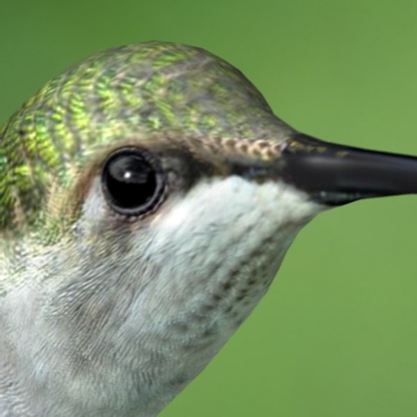 realistic humming bird hummingbird 3d model