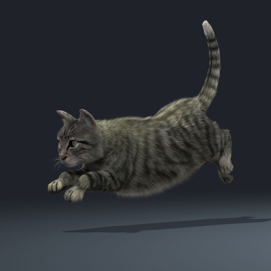 Cats Fur Animations 3d Model