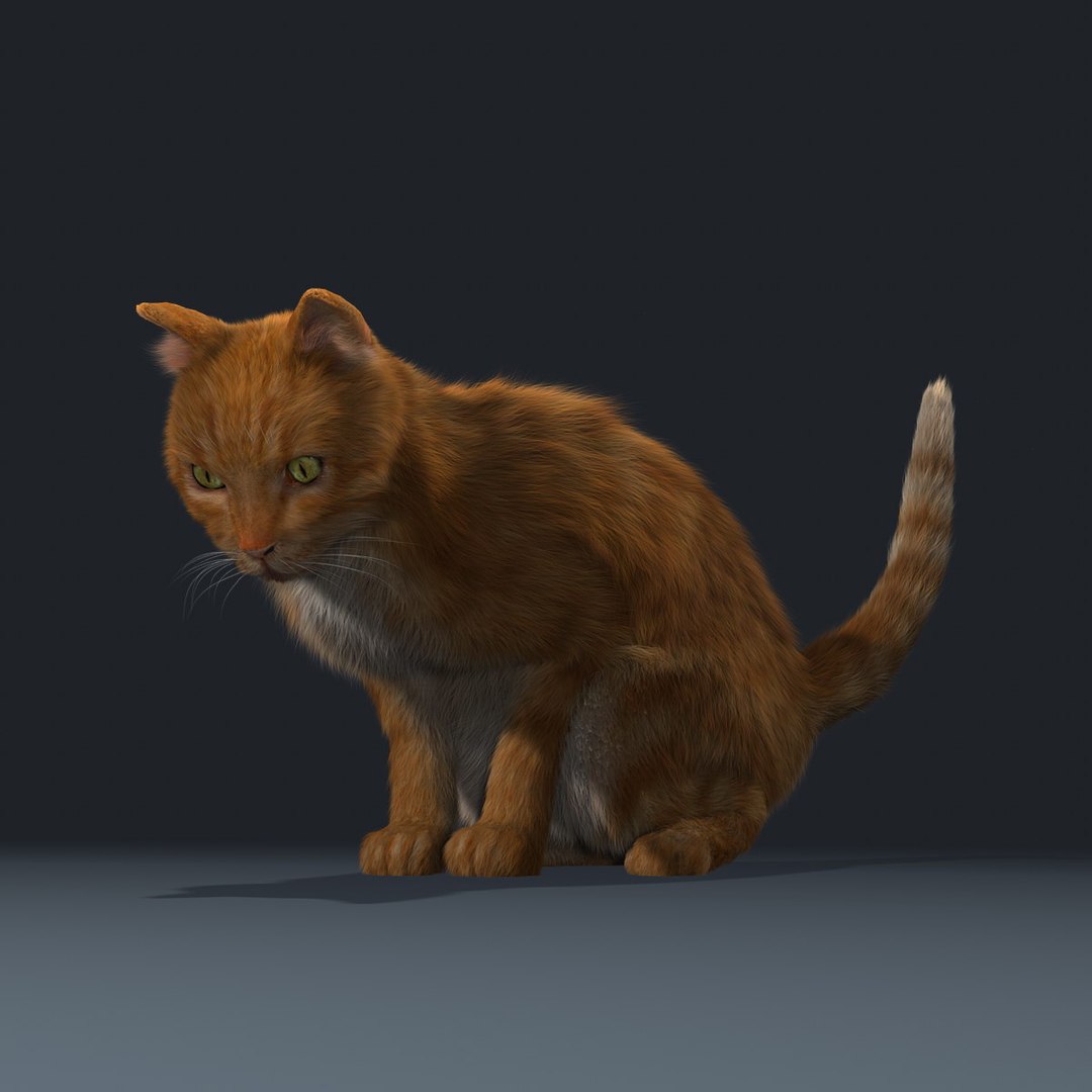 Cats Fur Animations 3d Model