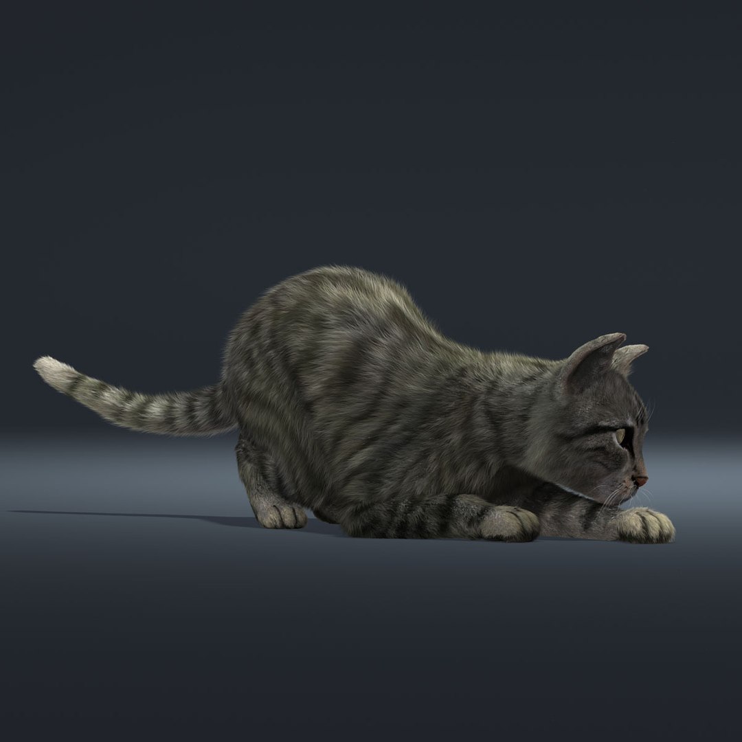 Cats Fur Animations 3d Model