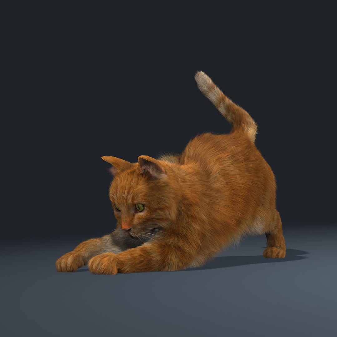 Cats Fur Animations 3d Model