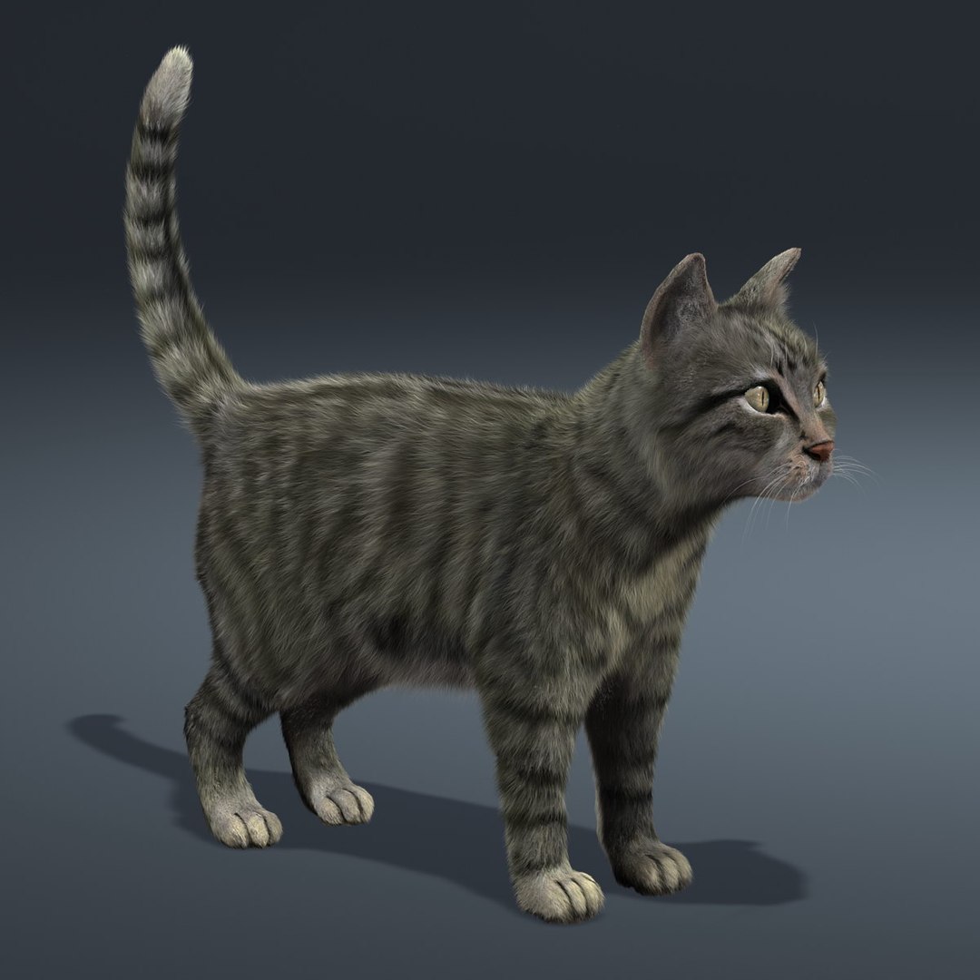 Cats Fur Animations 3d Model