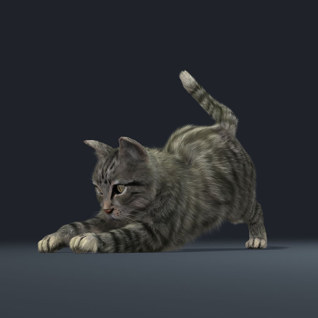 Cats Fur Animations 3d Model